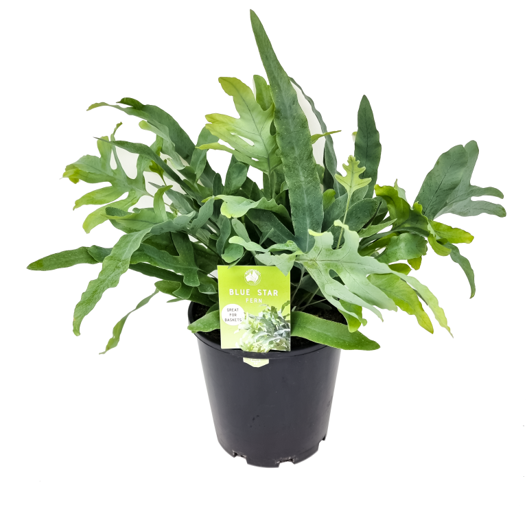 Blue Star Fern 17cm Phlebodium aureum Blue Star | Indoor Vibe